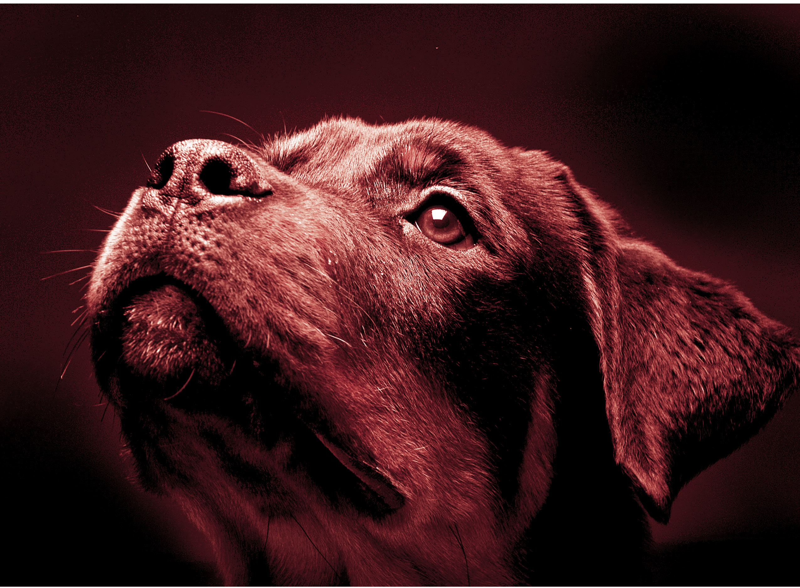 Whitepaper | The Negotiation Rottweiler - Red Sheet Negotiation - Build ...